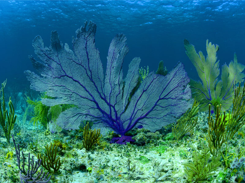 7 Best Islands in the Bahamas to Visit 2025 (with Photos) – Holidays