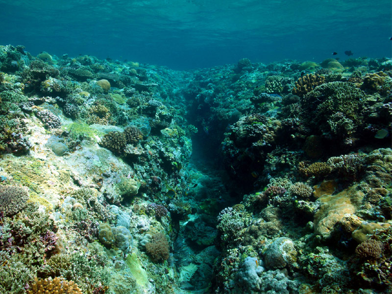 10 Best Coral Reef Vacation Destinations in the World – Holidays
