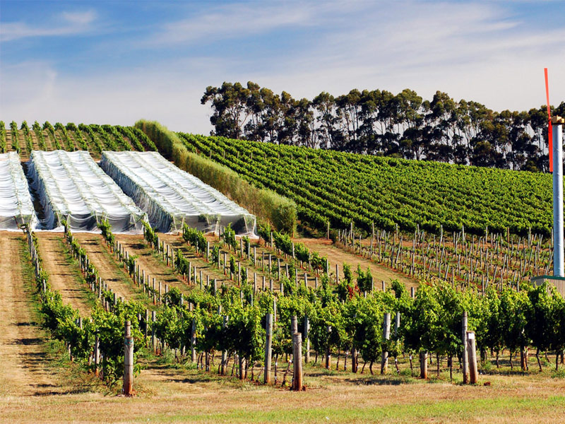 20+ Reasons to Visit Tasmania (Travel Guide) – Holidays