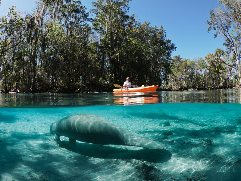 Top 11 Natural Springs in Central Florida (with Photos) – Holidays