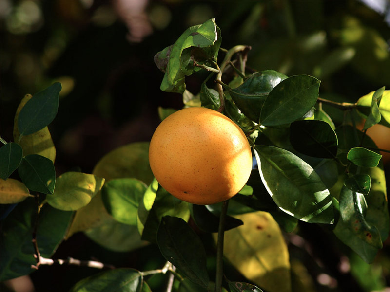 10 Iconic Must-Try Foods in Florida (and Here’s Why) – Holidays