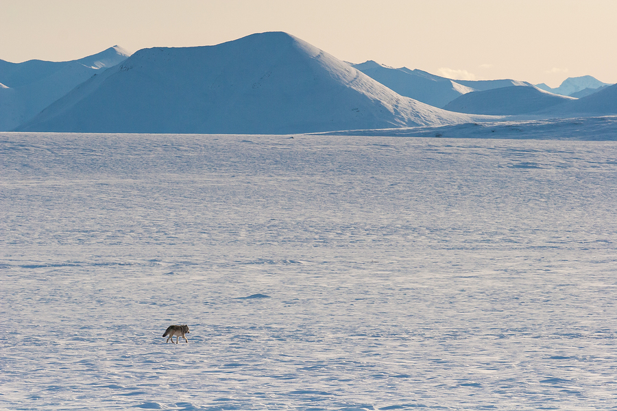 15+ Last Remaining True Wilderness Destinations in the World – Holidays