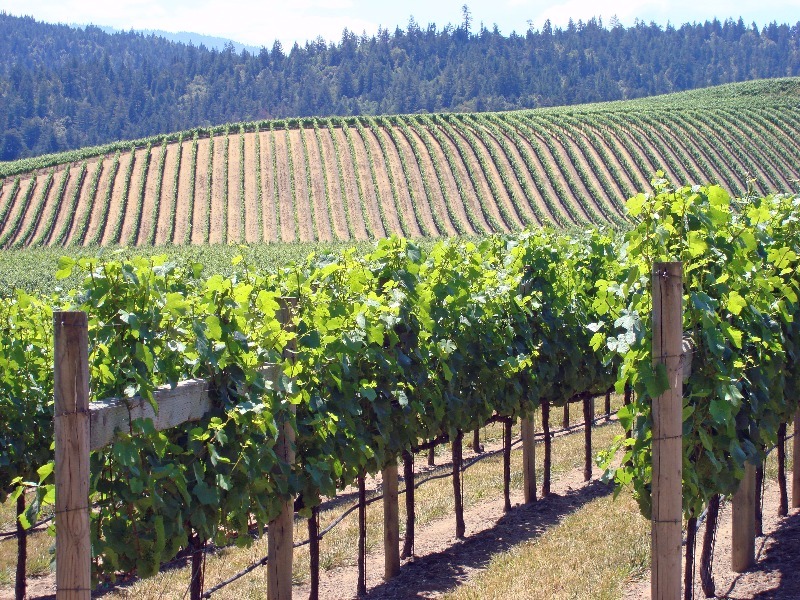 8 Spectacular California Wine Regions to Visit – Holidays