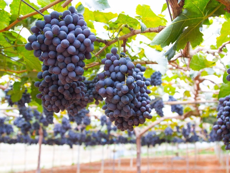 8 Spectacular California Wine Regions to Visit – Holidays