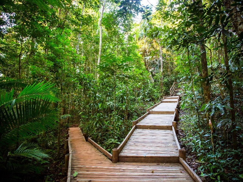 10 Most Beautiful Rainforests in the World (Updated 2025) – Holidays