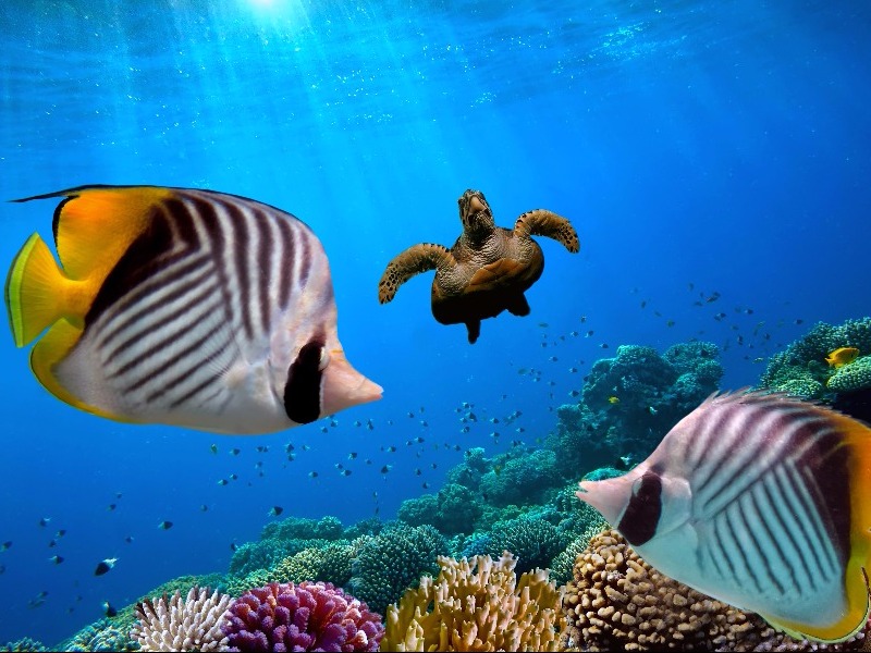 15 Coolest Underwater Sites Around the World – Holidays