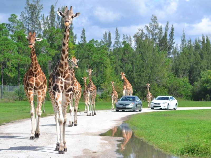 10 Best Zoos to Visit in Florida – Holidays
