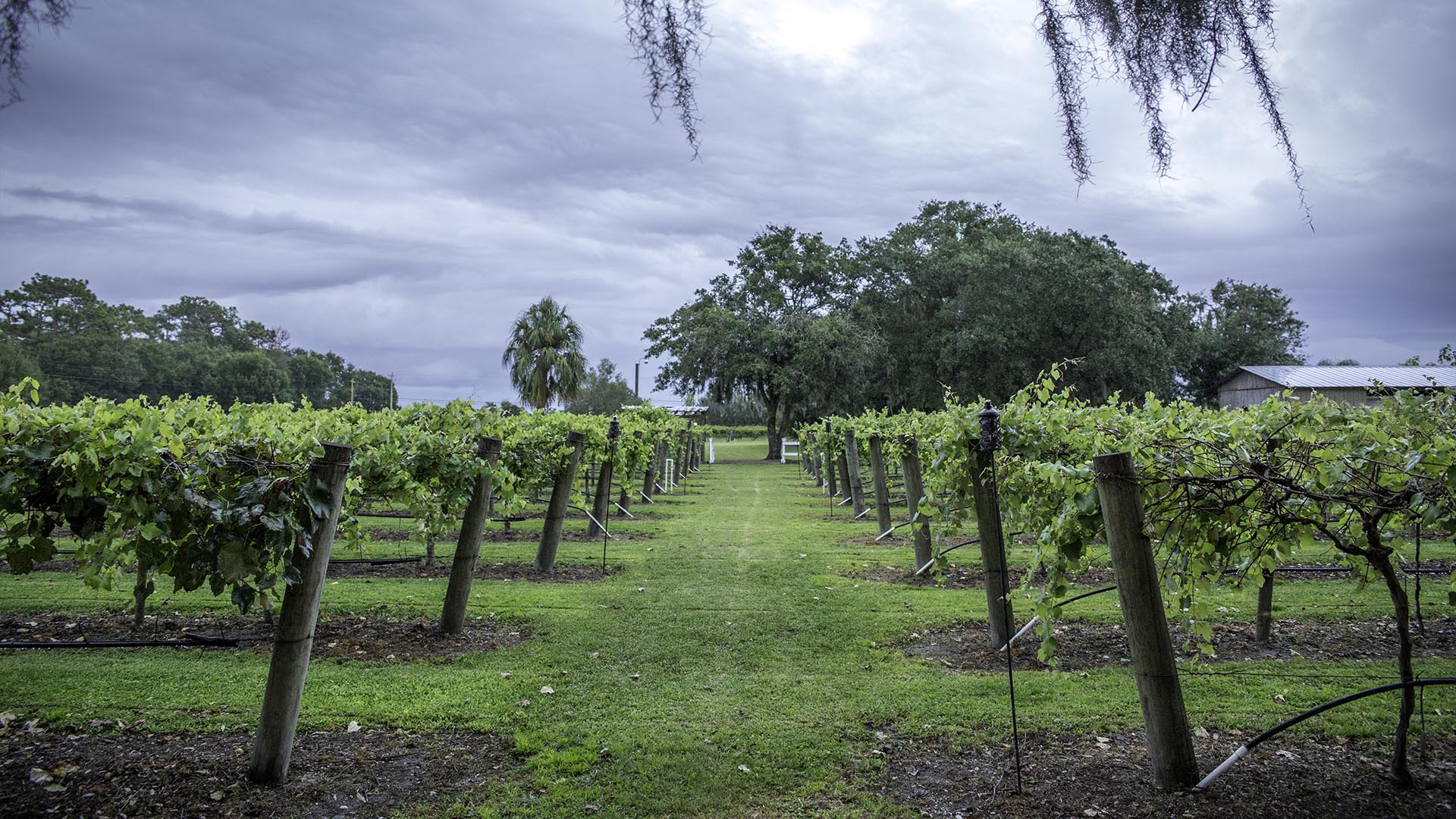10 Best Wineries in Florida to Visit – Holidays