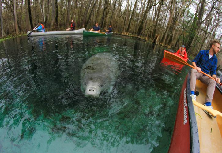 10+ Best Places in Florida to See Manatees (Updated 2026) – Holidays