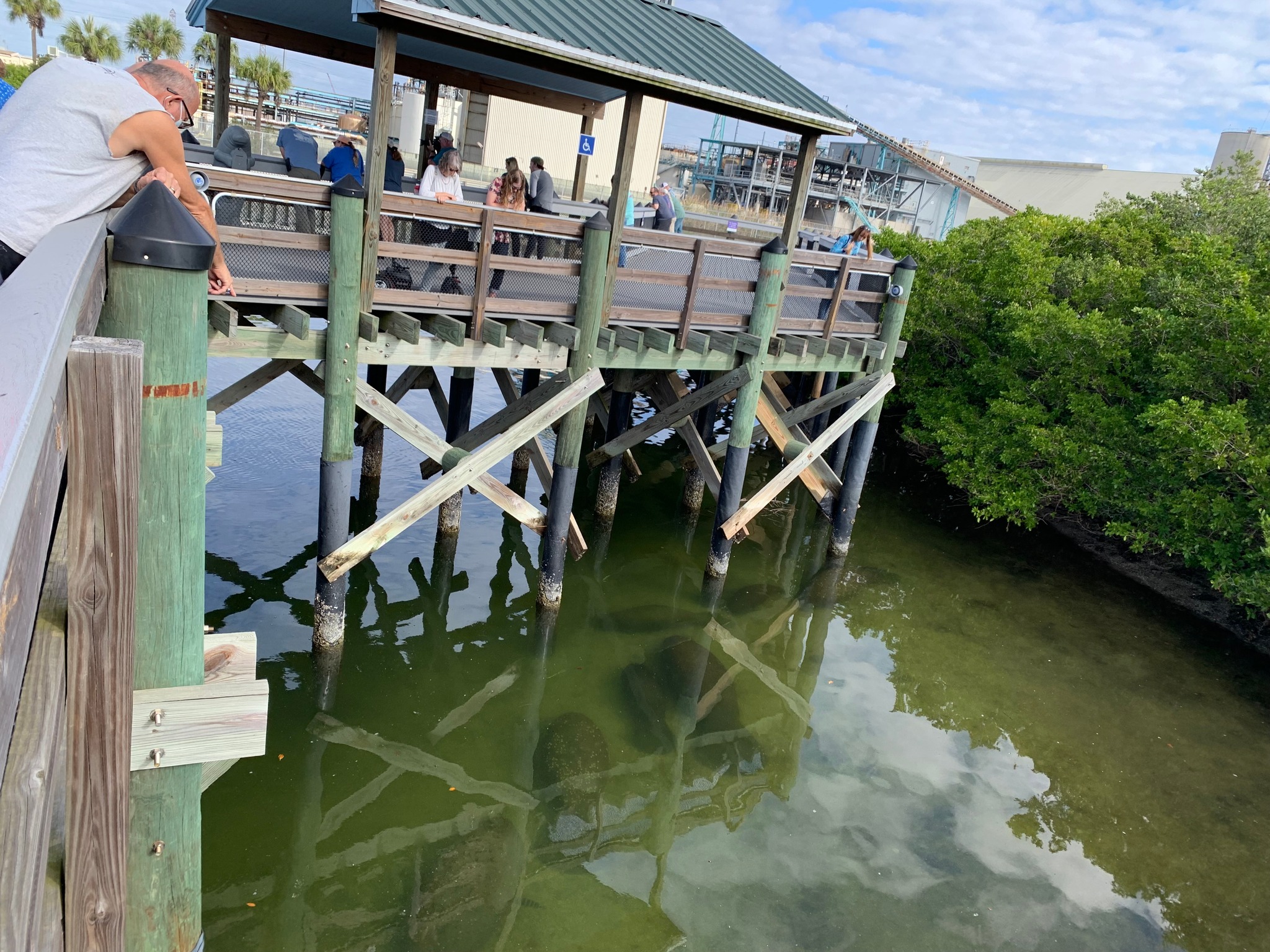 10+ Best Places in Florida to See Manatees (Updated 2026) – Holidays