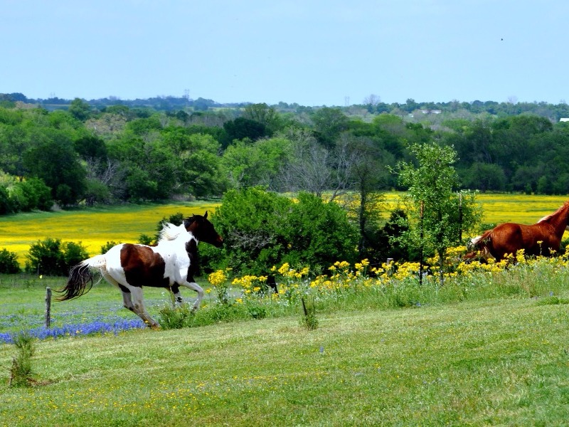 8 Texas Ranches to Visit – Holidays