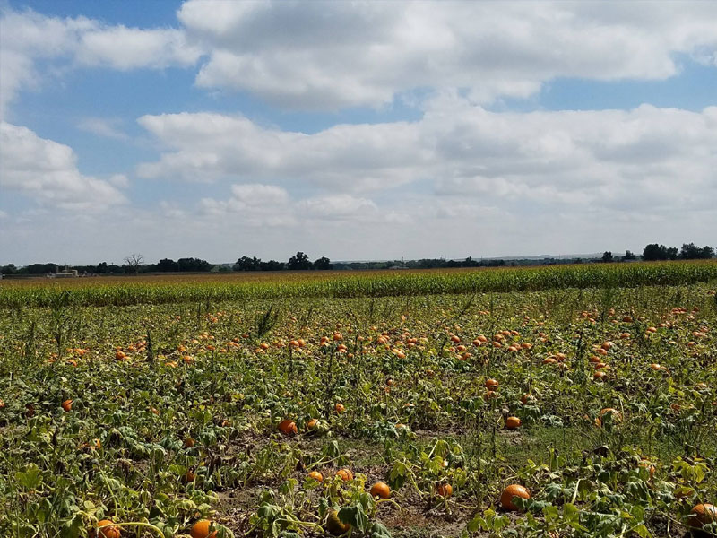 7 Most Fun Colorado Farms to Visit (with Photos) – Holidays