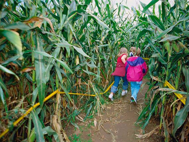 Top 8 Corn Mazes in Colorado (Fall 2025 Guide) – Holidays