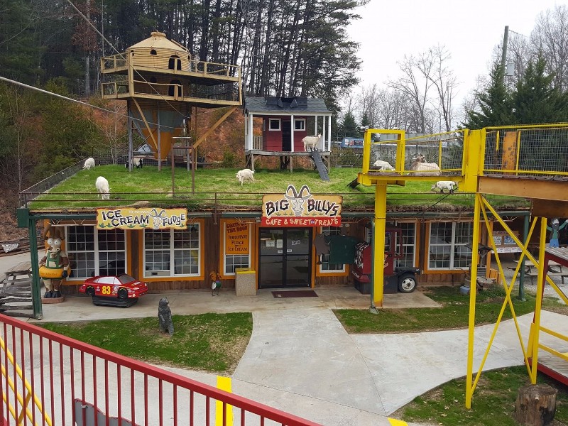 Goats on the Roof is a Can’t-Miss Quirky Attraction in Georgia – Holidays