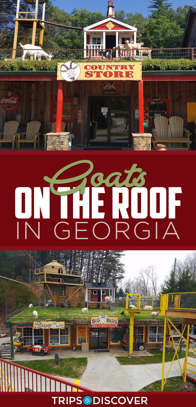 Goats on the Roof is a Can’t-Miss Quirky Attraction in Georgia – Holidays