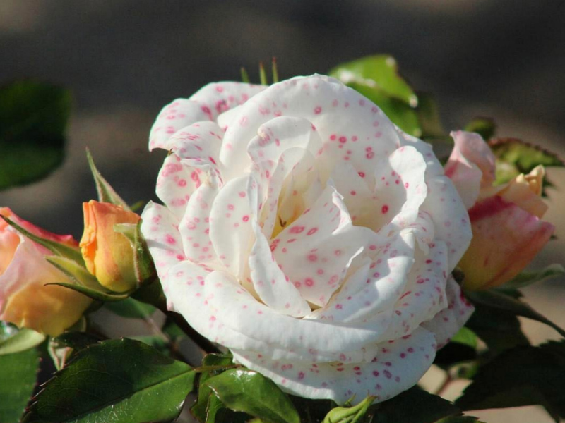 Texas Is Home To The Nation’s Largest Rose Garden – Holidays