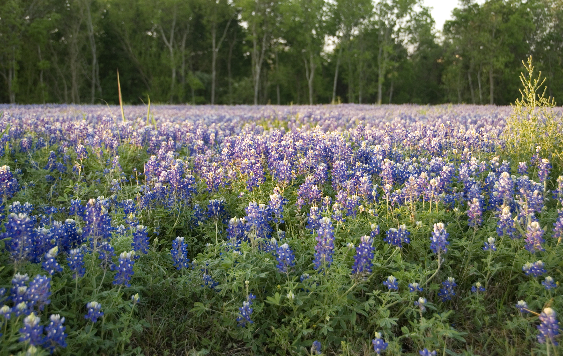 20 Stunning Spring Destinations in the World – Holidays