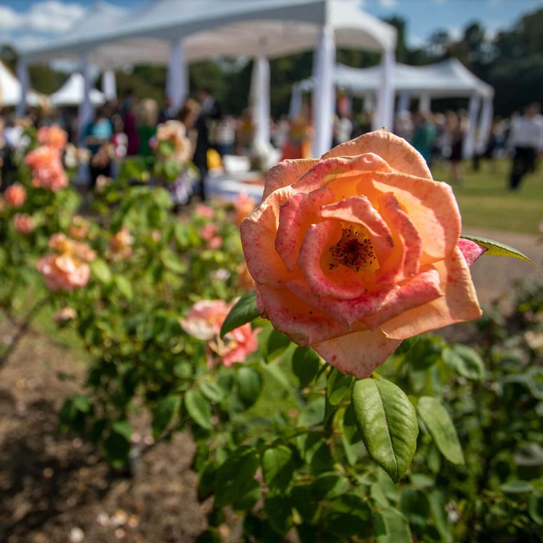 Texas Is Home To The Nation’s Largest Rose Garden – Holidays