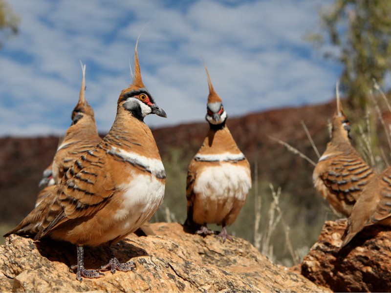 Top 9 Things to Do in the Australian Outback (with Photos) – Holidays