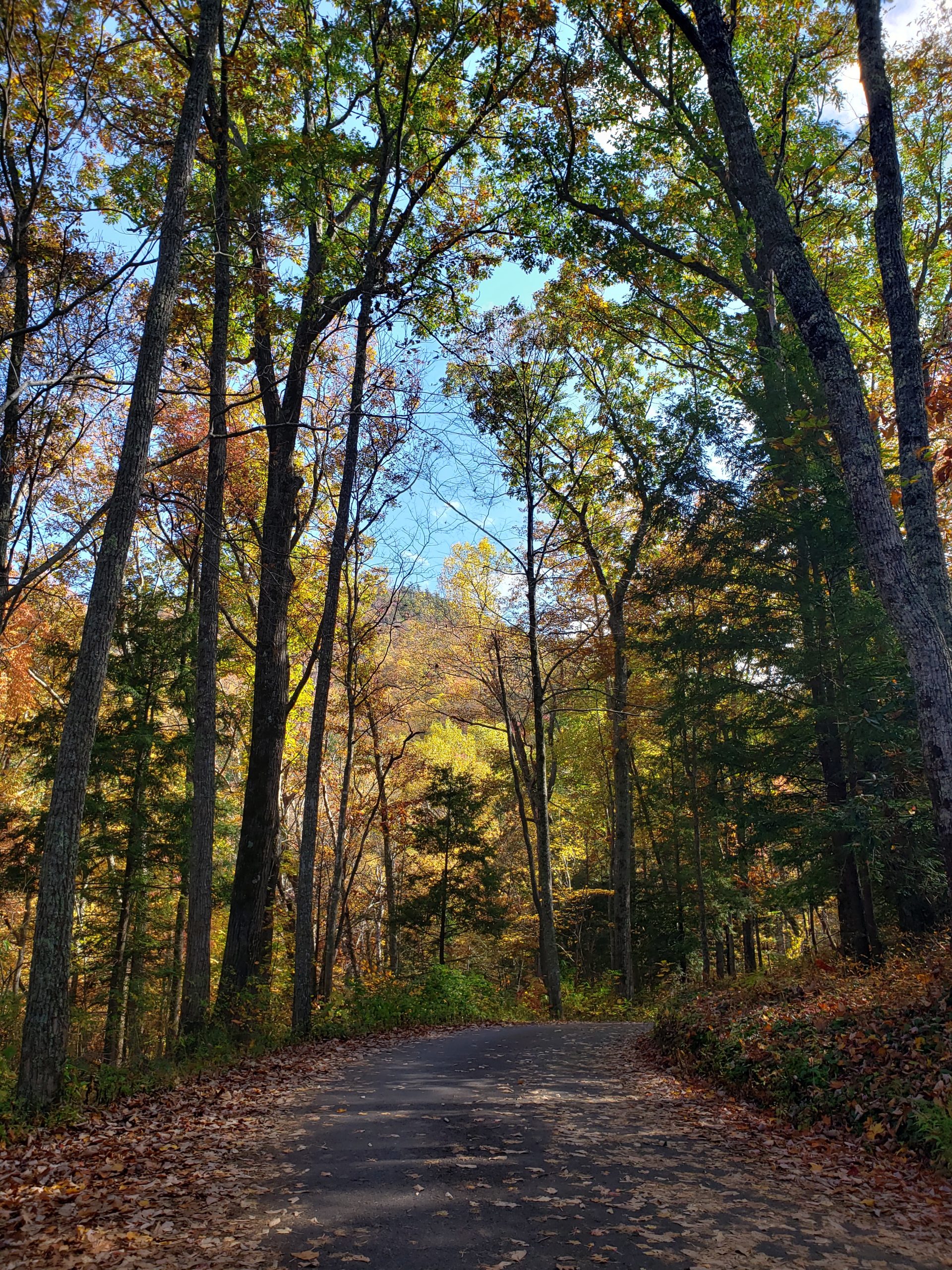 7 Best Places in Tennessee to See Fall Foliage 2025 – Holidays