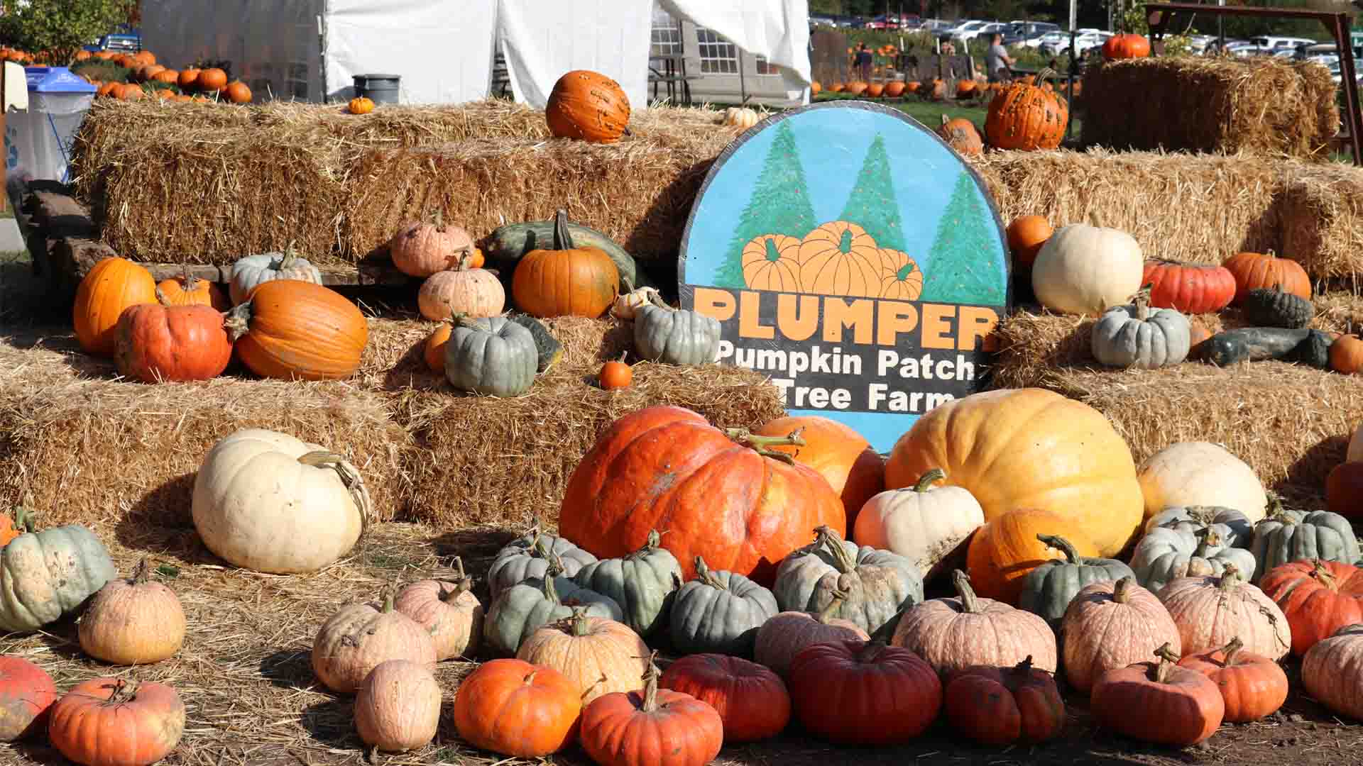 10 Best Pumpkin Patches in Oregon (2025 Fall Guide) – Holidays
