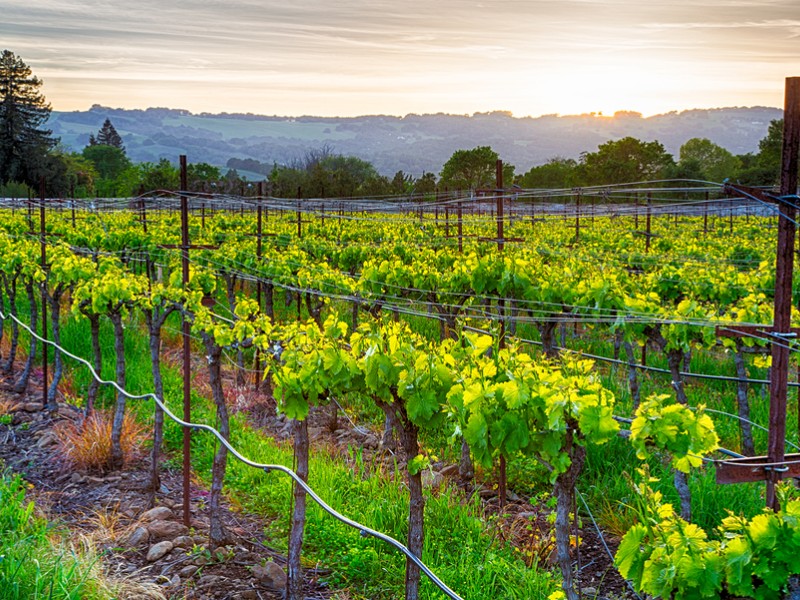 8 Spectacular California Wine Regions to Visit – Holidays