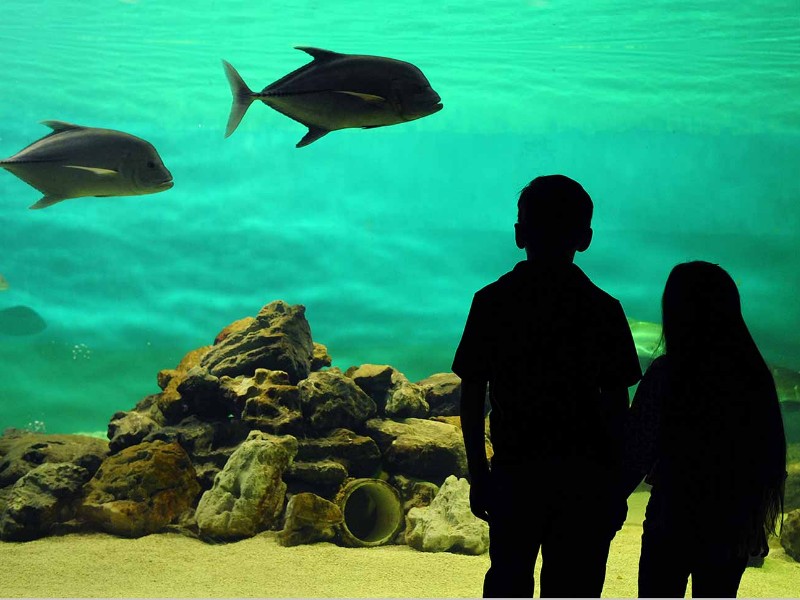 7 Best Aquariums in Texas – Holidays