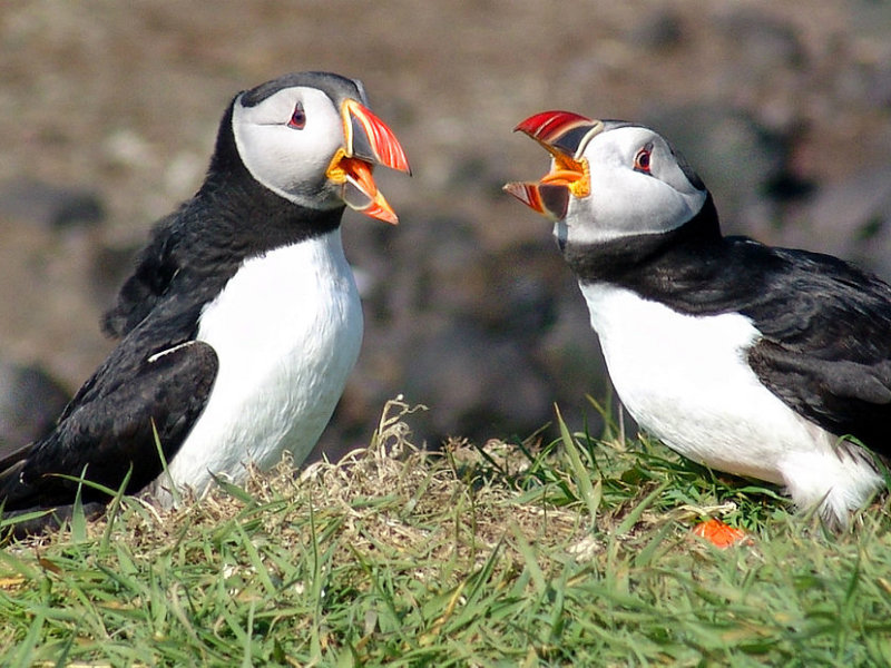 Top 10 Destinations to See Puffins (Ideas & Advice) – Holidays