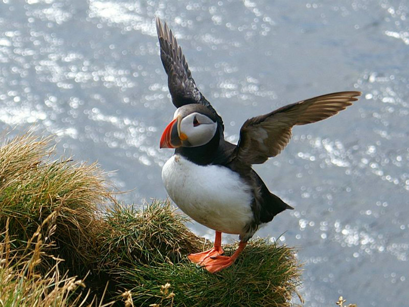 Top 10 Destinations to See Puffins (Ideas & Advice) – Holidays