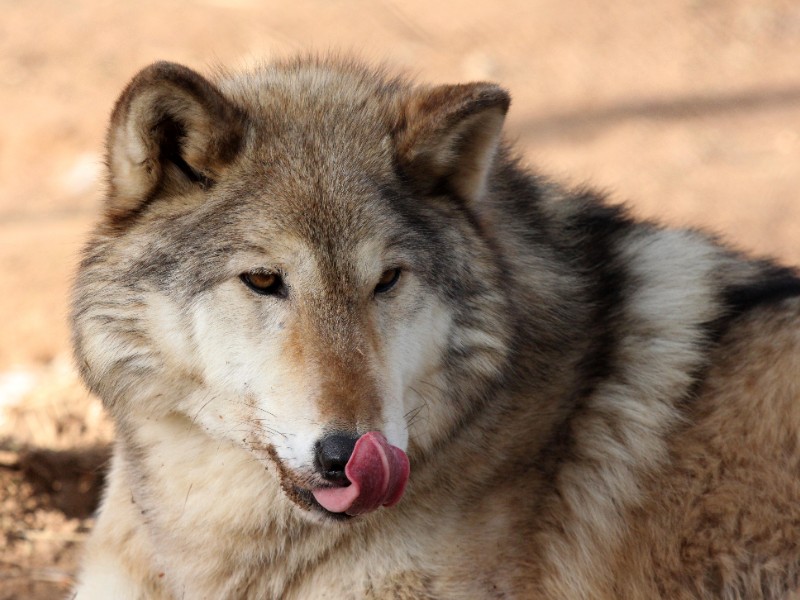 Get Up-Close with Wolves at This Wolf Sanctuary in Texas – Holidays
