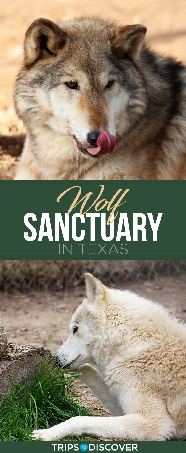 Get Up-Close with Wolves at This Wolf Sanctuary in Texas – Holidays