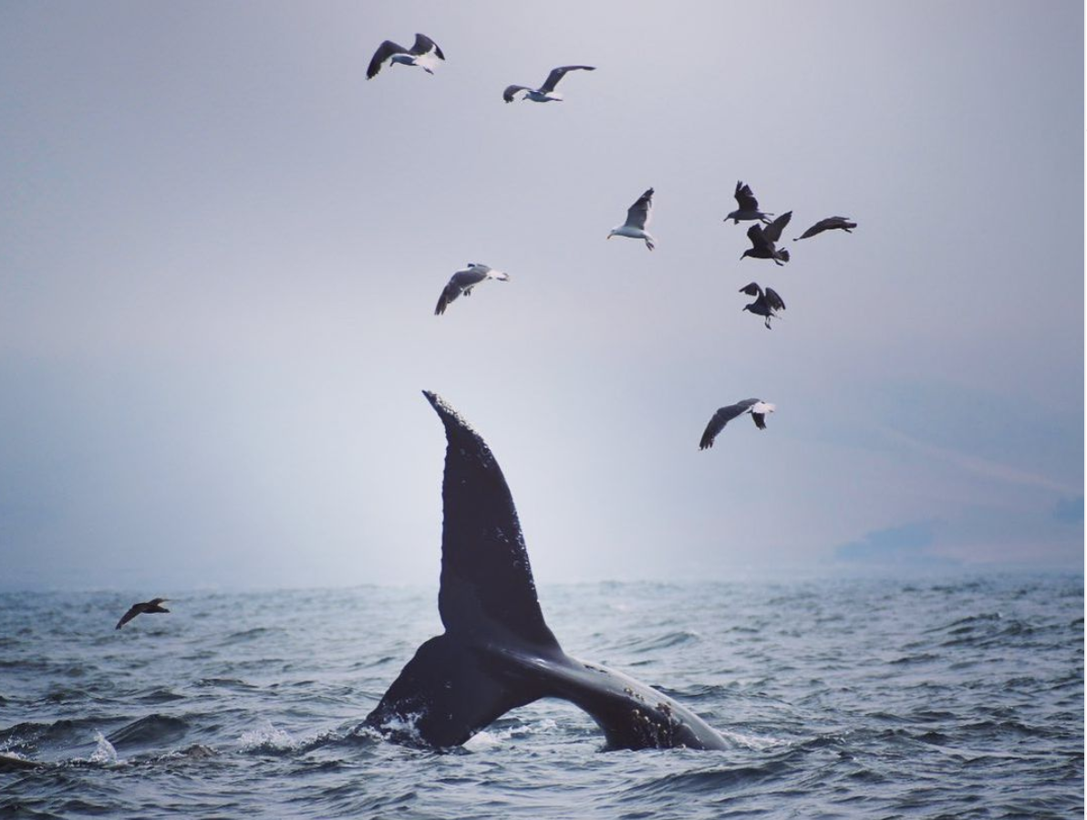 15+ Best Whale Watching Tours Around the World – Holidays