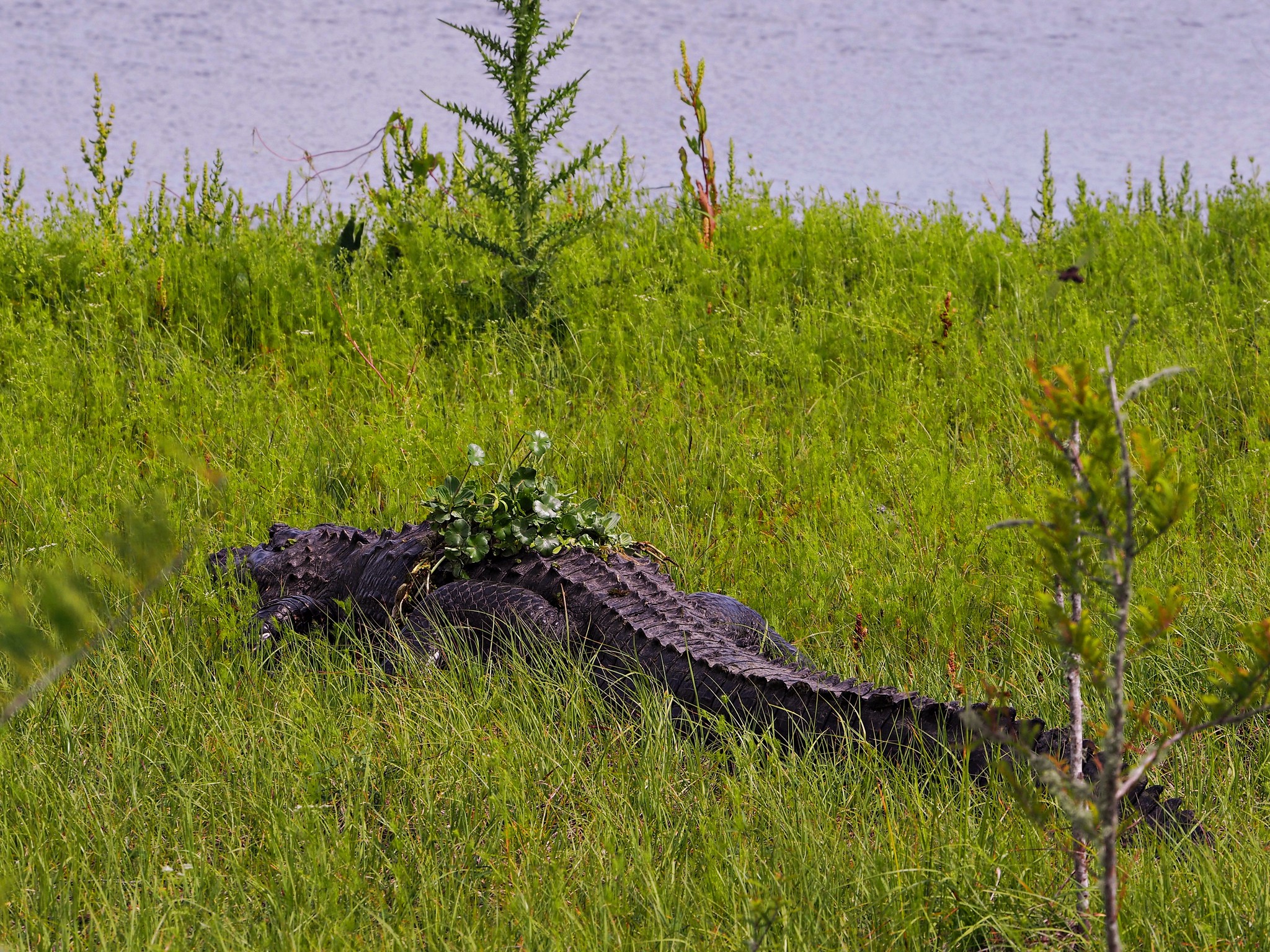14 Best Places to See Alligators in Florida – Holidays
