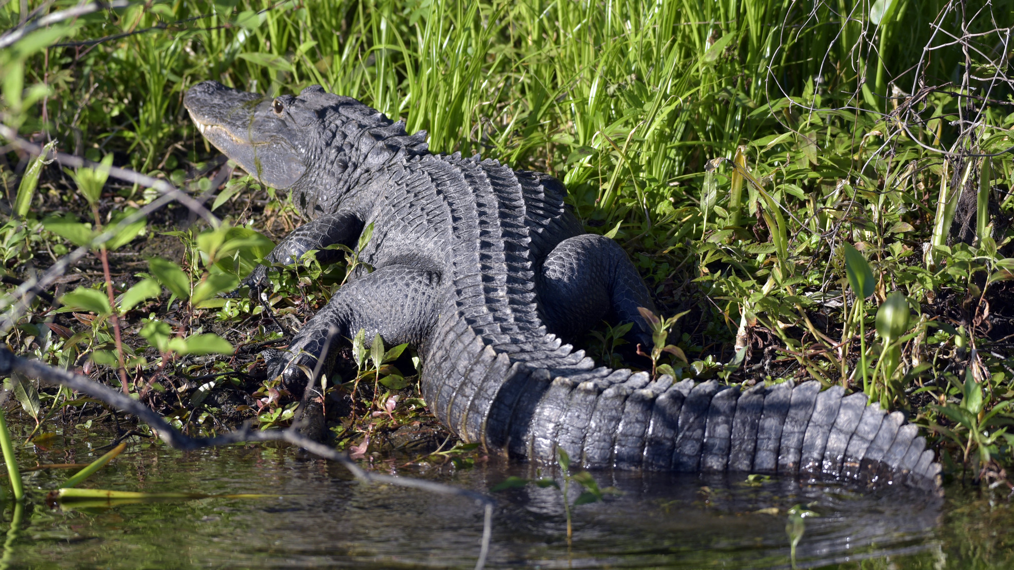 14 Best Places to See Alligators in Florida – Holidays