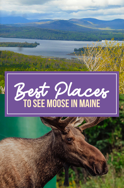 6 Best Places to See Moose in Maine – Holidays