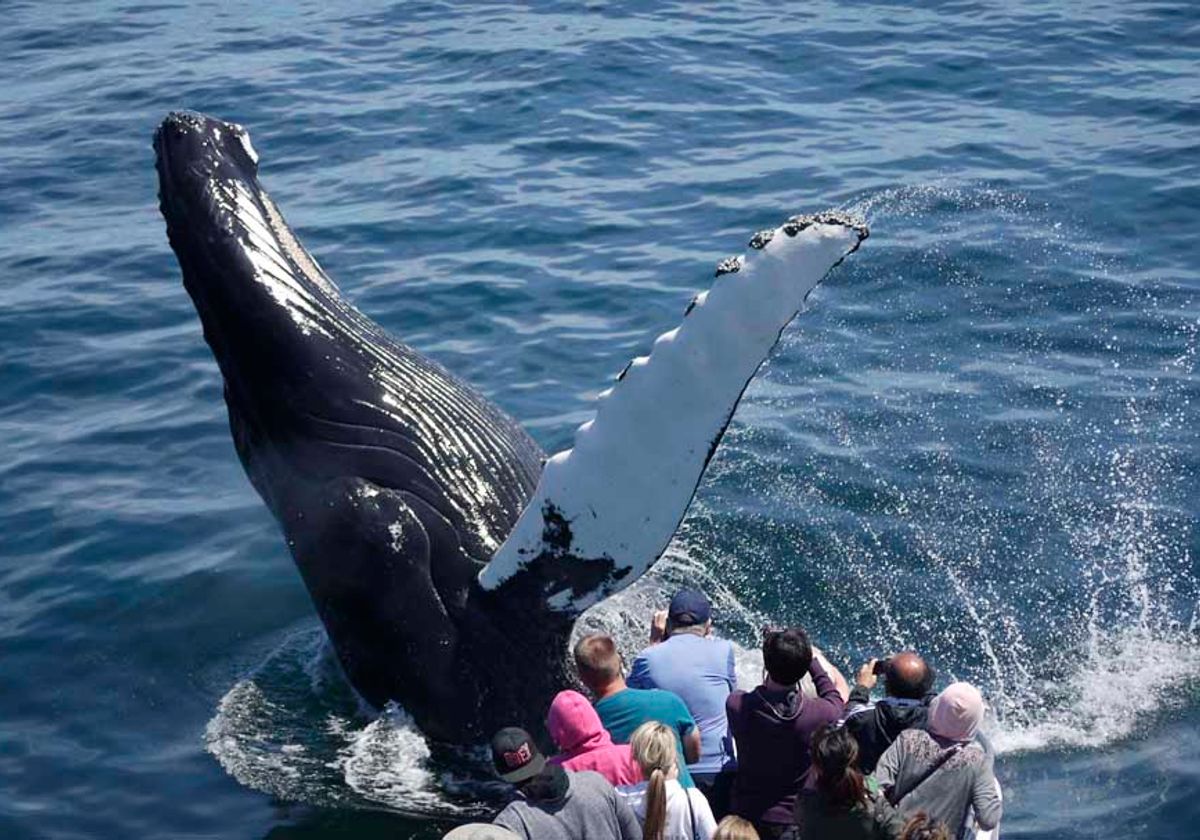 15+ Best Whale Watching Tours Around the World – Holidays