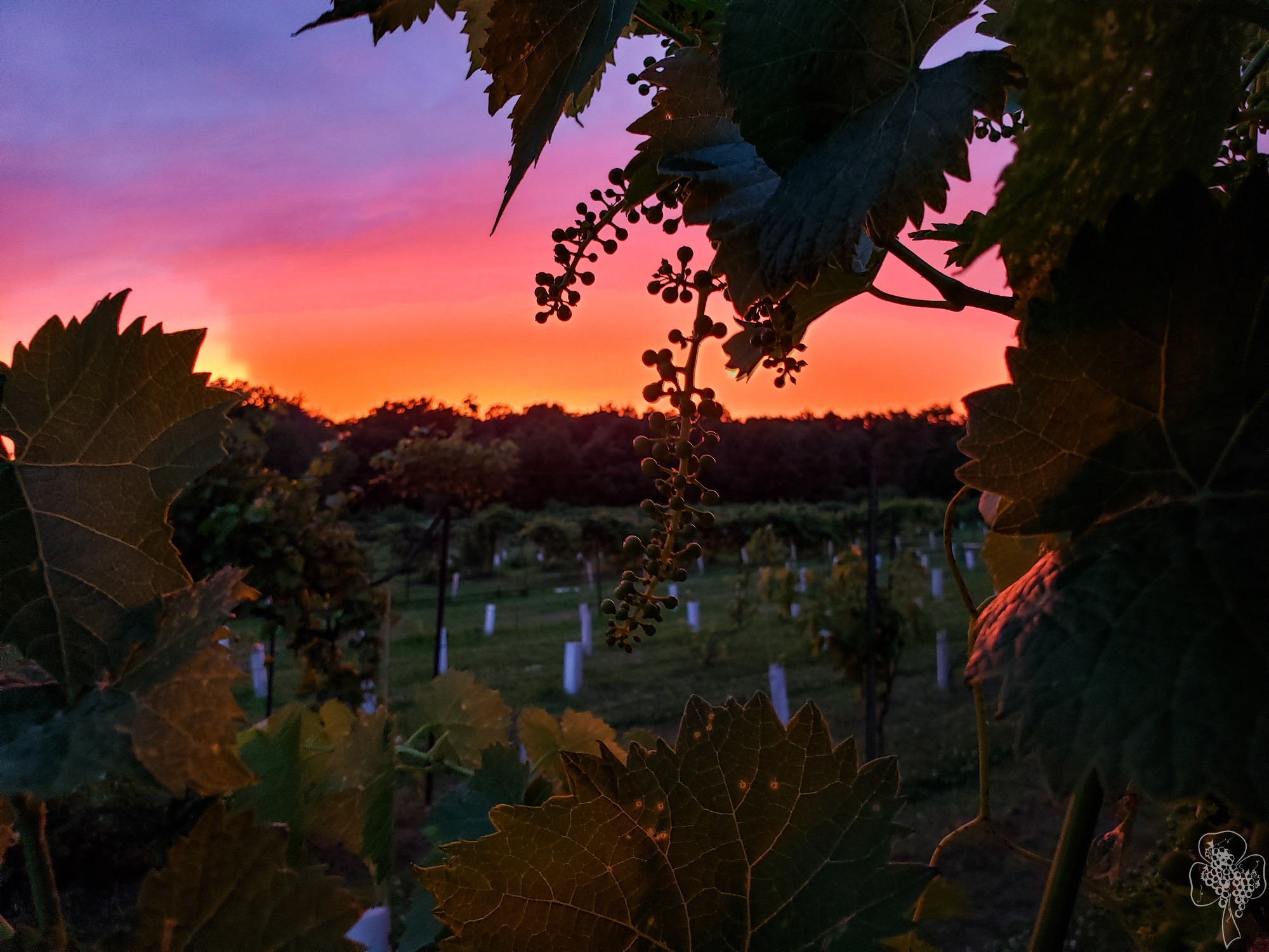15 Best Wineries & Vineyards in Ohio – Holidays