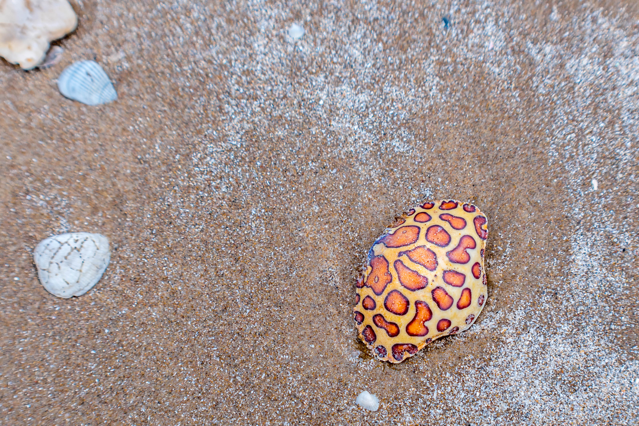 14 Best Beaches in the U.S. for Shelling – Holidays