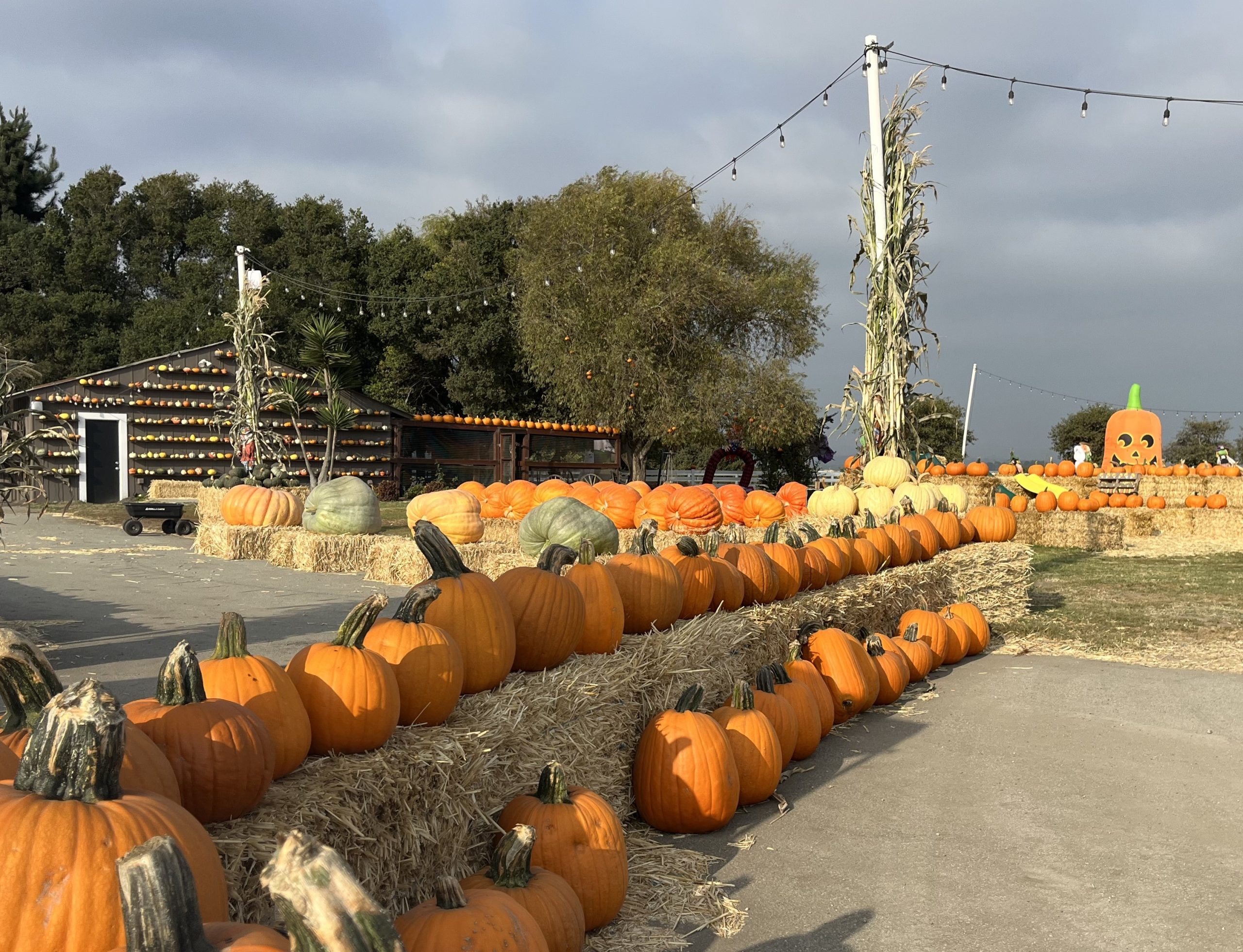 13 Best Pumpkin Patches in California – Holidays